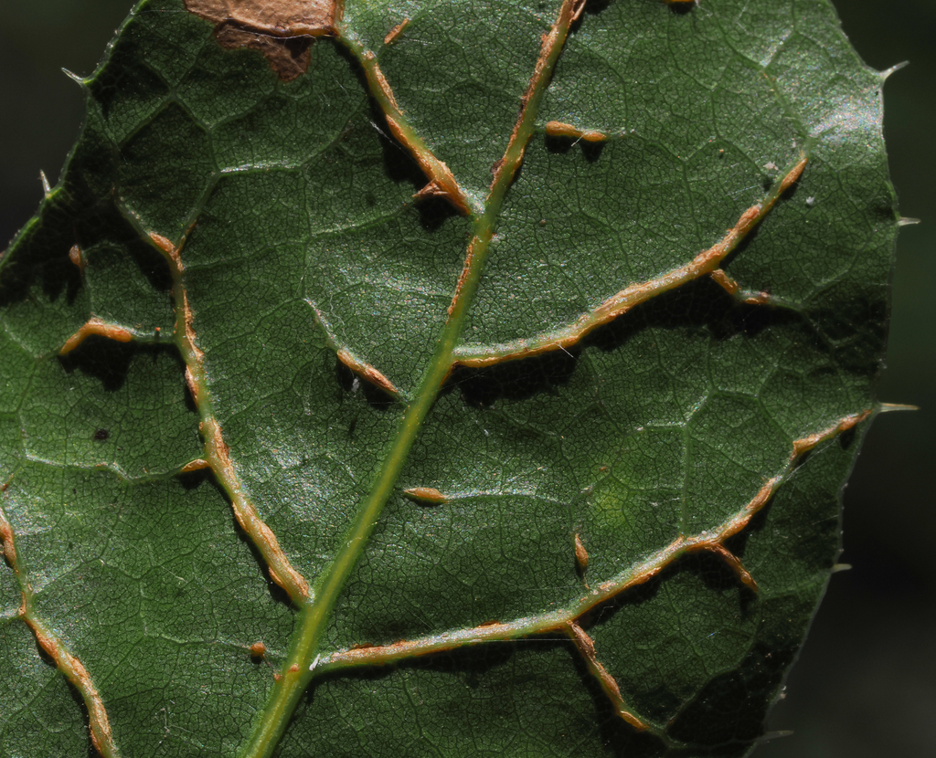 rust fungi from Marin County, CA, USA on September 2, 2023 at 04:28 PM ...
