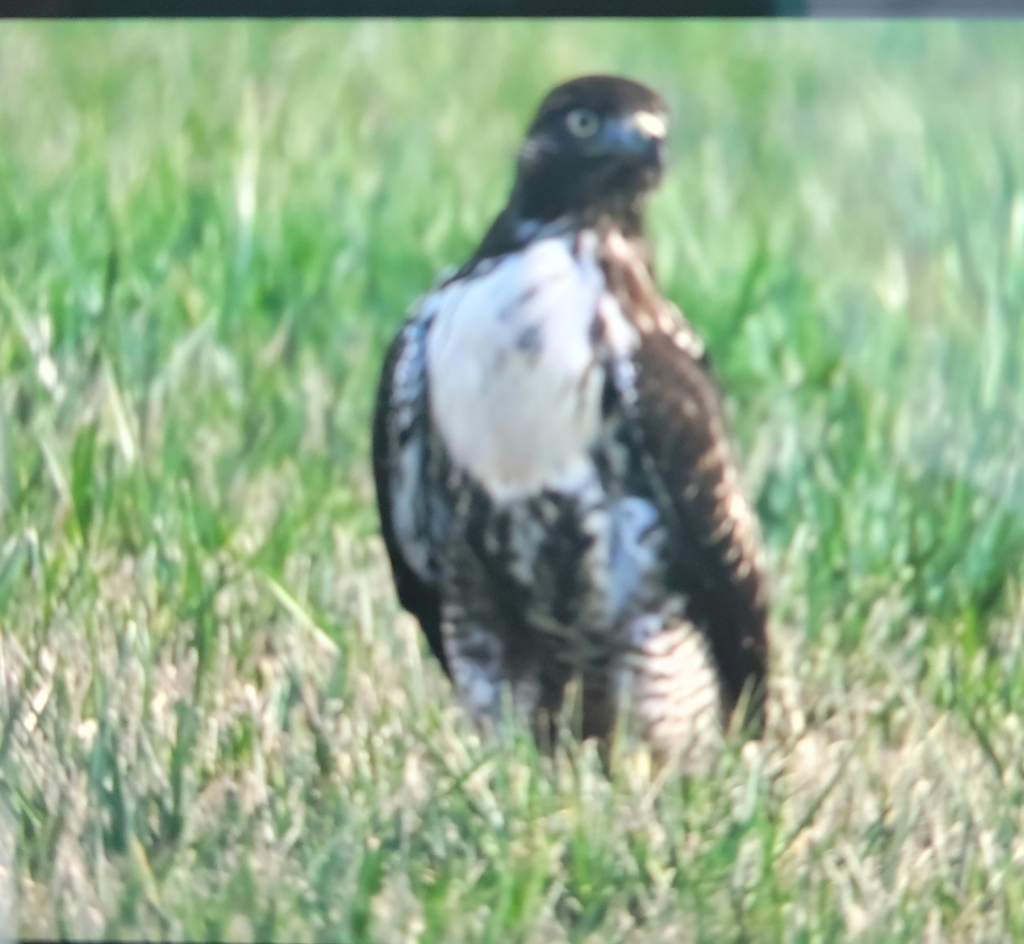 Red-tailed Hawk from Woodland on September 2, 2023 at 05:00 PM by ...