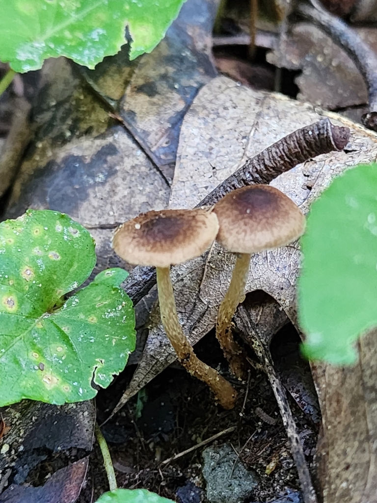 Inocybe minima from Rector, PA 15677, USA on September 2, 2023 at 09:24 ...