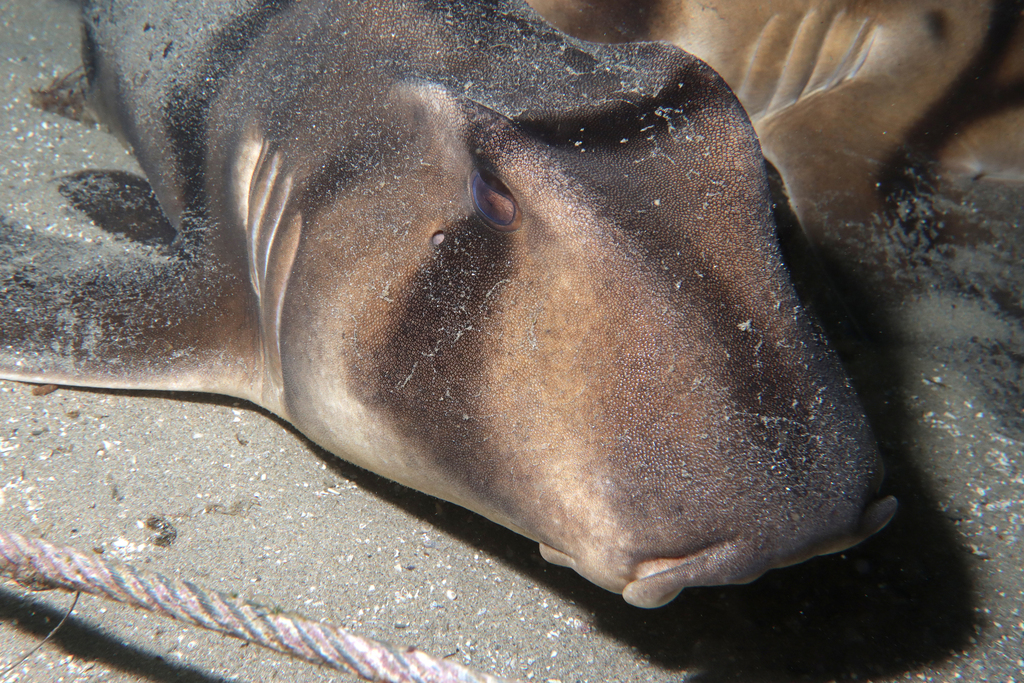 Port Jackson Shark from 2900 Point Nepean Rd, Blairgowrie VIC 3942 ...