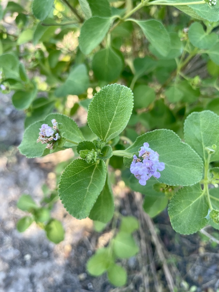 Button Sage from Guanica State Forest, Guánica, Puerto Rico, US on ...