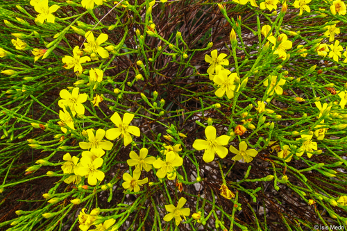 Chaetostoma flavum · iNaturalist