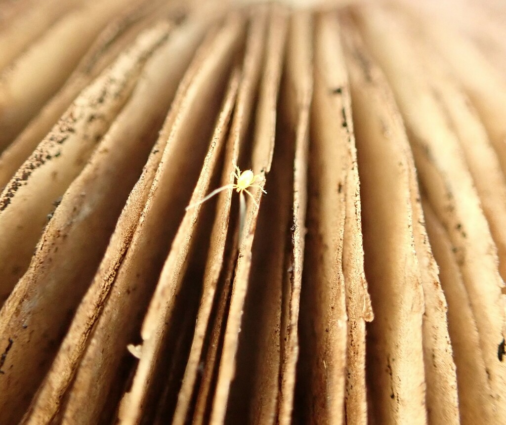 Linopodes from Kananaskis, AB T0L, Canada on September 1, 2023 at 10:05 ...