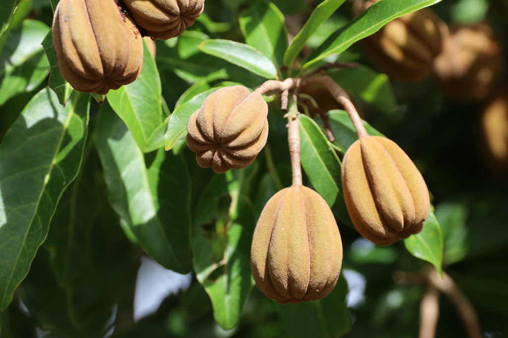 Reevesia formosana in September 2023 by 何秋 · iNaturalist
