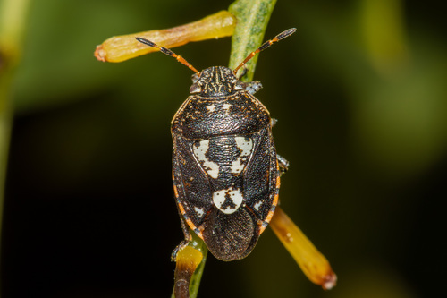 Genus Pseudapines · iNaturalist United Kingdom