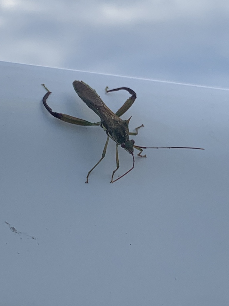 Hyalymenus in September 2023 by Lucas Garriga · iNaturalist