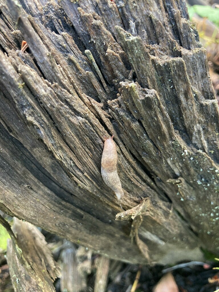 Milky Slug from Kananaskis, AB T0L, Canada on September 1, 2023 at 10: ...