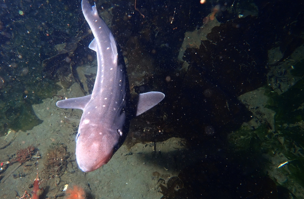 North Pacific Spiny Dogfish from King County, WA, USA on September 1 ...
