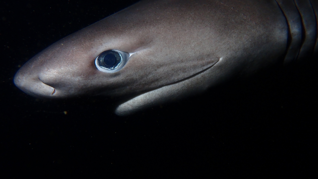 Sixgill Sharks (Hexanchus) - Marine Life Identification