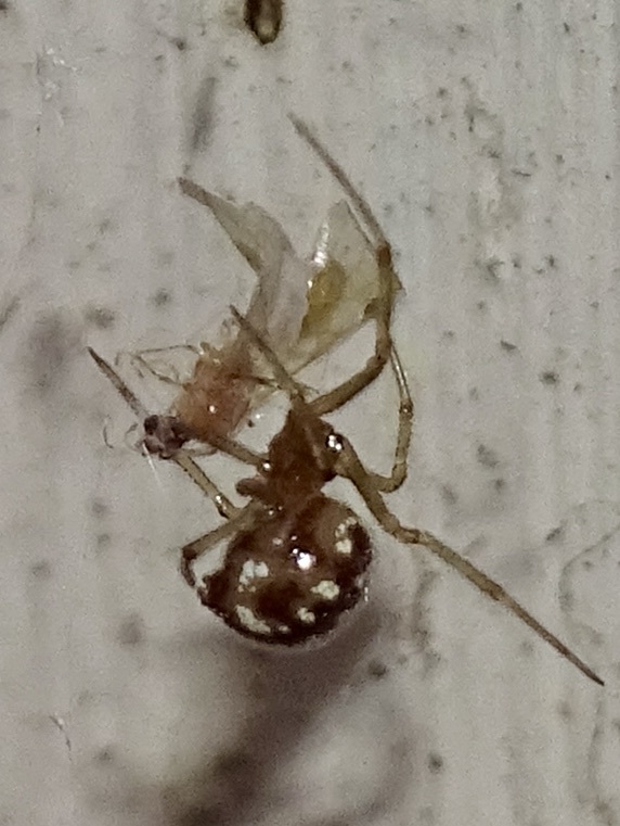 Triangulate Combfoot from High Vista, Austin, TX 78759, USA on ...