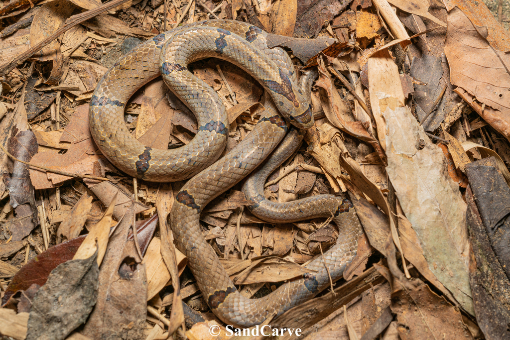 Chinese Kukri Snake from 中国福建省宁德市蕉城区 on August 29, 2023 at 10:41 PM by ...