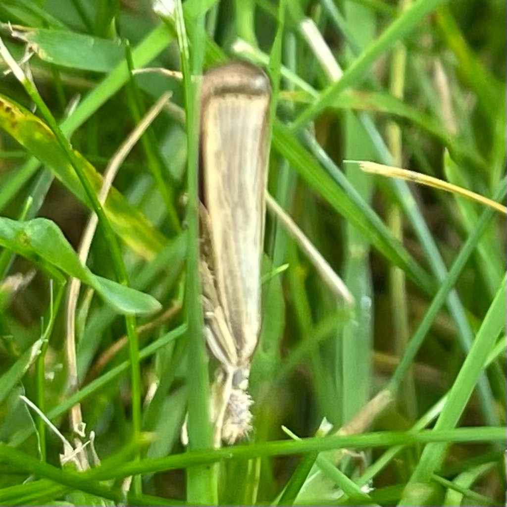 Vagabond Sod Webworm Moth from Peterborough on September 2, 2023 at 03: ...