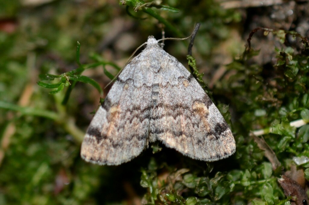 American Idia Moth from Barbara Terr on September 1, 2023 at 09:58 PM ...