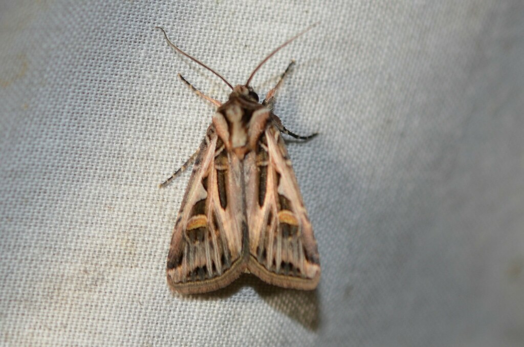 Dingy Cutworm Moth from Barbara Terr on September 1, 2023 at 11:30 PM ...