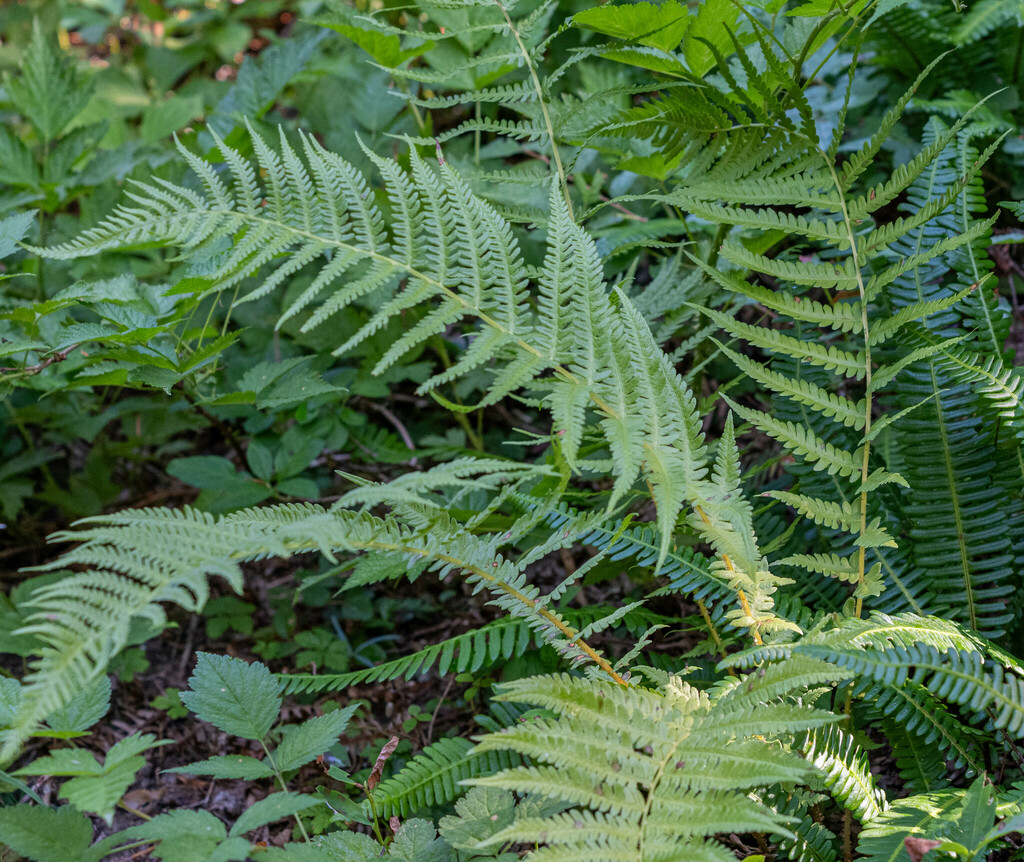 Queen's veil mountain fern from West Vancouver, BC, Canada on September ...
