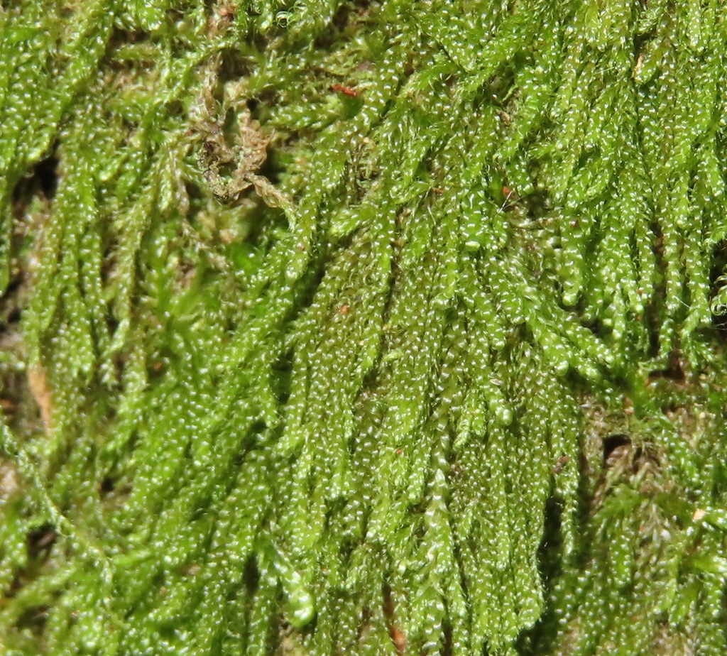 Coiled-leaf claw-moss from Samish Hill, Bellingham, WA, USA on ...