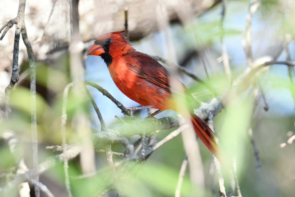 Northern Cardinal from Bustamante, N.L., México on September 2, 2023 at ...