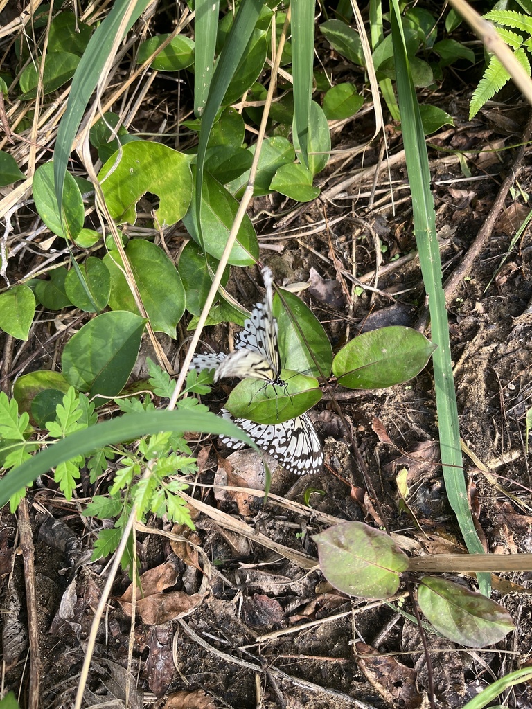 Rice Paper Butterfly in October 2022 by Nakatada Wachi · iNaturalist