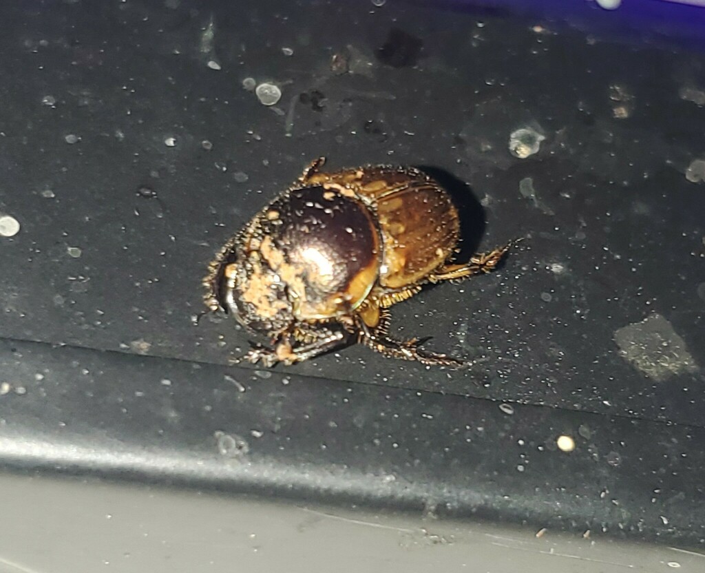 Gazelle Scarab from Walker County, TX, USA on September 1, 2023 at 09: ...