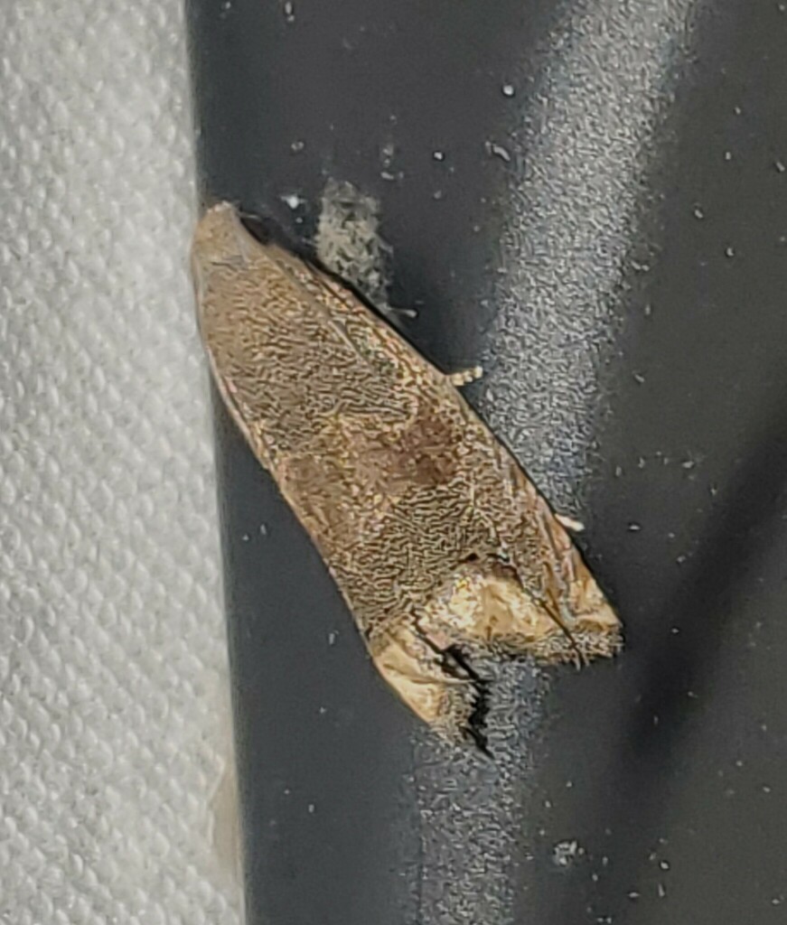 Ragweed Borer Moth from Walker County, TX, USA on September 1, 2023 at ...