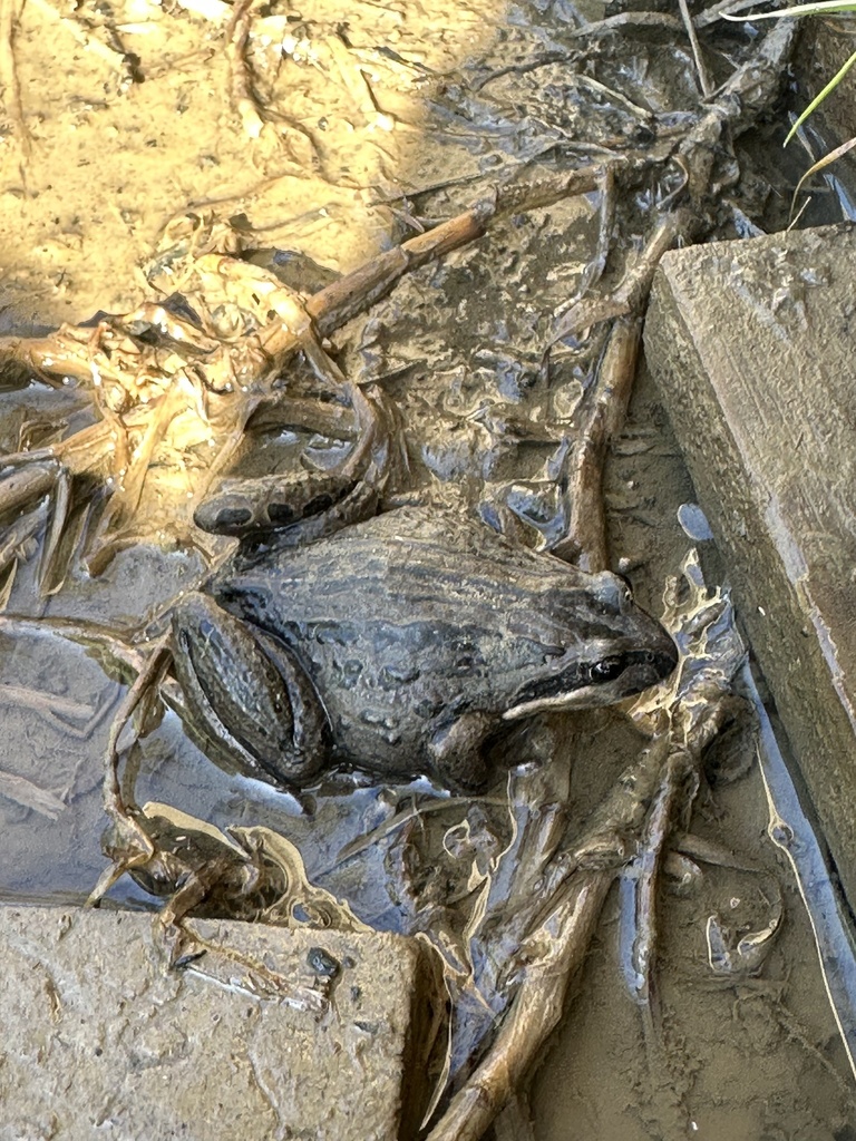 Striped Marsh Frog from Taylor Ward, Rowville, VIC, AU on September 3 ...
