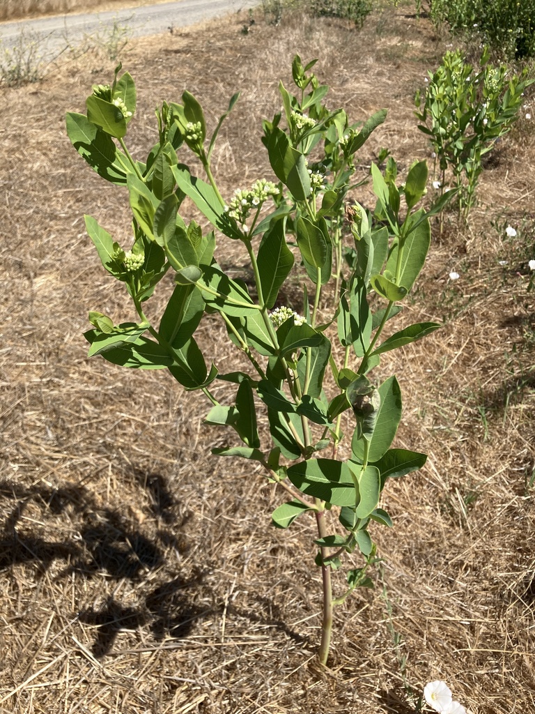 hemp dogbane from Verifine Dr, Oakley, CA, US on July 29, 2023 at 10:50 ...