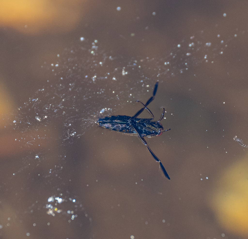 Milky Backswimmers from West Vancouver, BC, Canada on September 2, 2023 ...