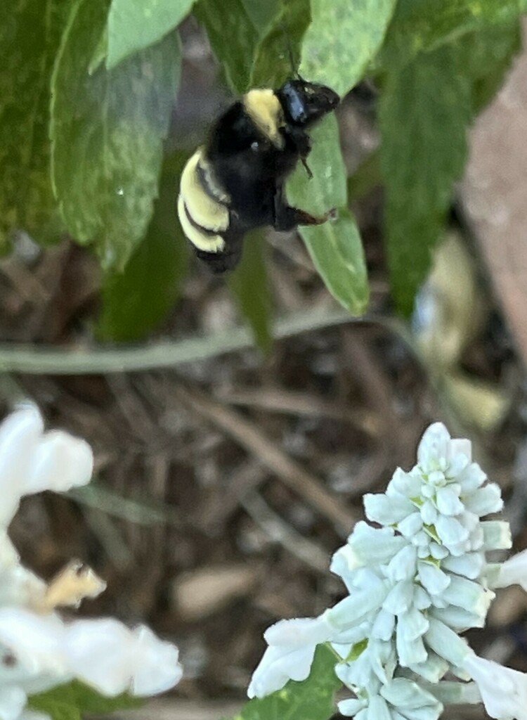 American Bumble Bee from Collin, Texas, United States on July 31, 2023 ...