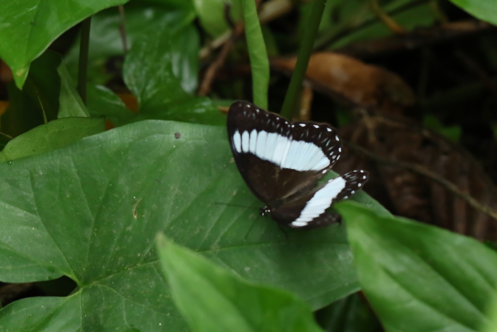 Zethera pimplea from Makiling Botanical Gardens, College, University of ...