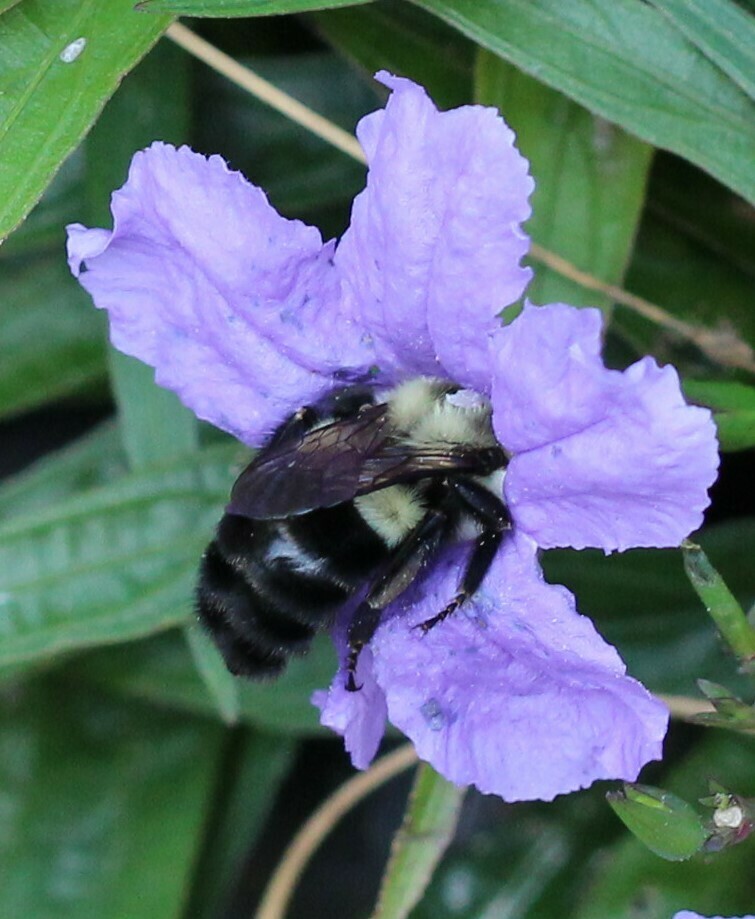 Common Eastern Bumble Bee from Lumberton, TX 77657, USA on August 30 ...