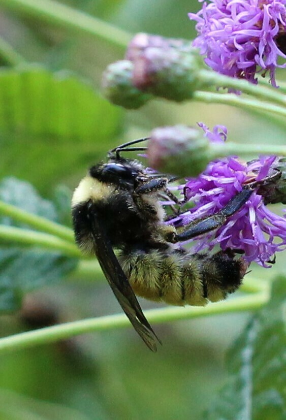 American Bumble Bee from Lumberton, TX 77657, USA on August 29, 2023 at ...