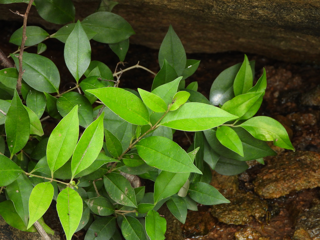 tree privet from Laoshan District, Qingdao, Shandong, China on ...