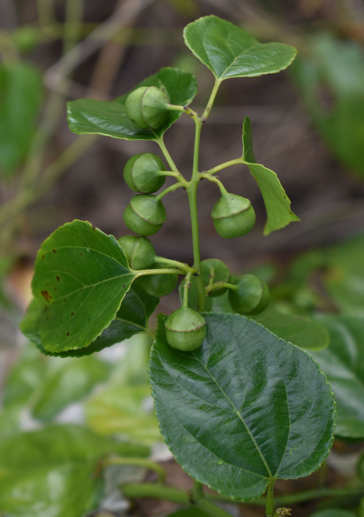 latherleaf from Cairns, QLD, Australia on July 5, 2023 at 03:56 PM by ...