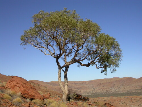 Subspecies Corymbia eremaea eremaea · iNaturalist