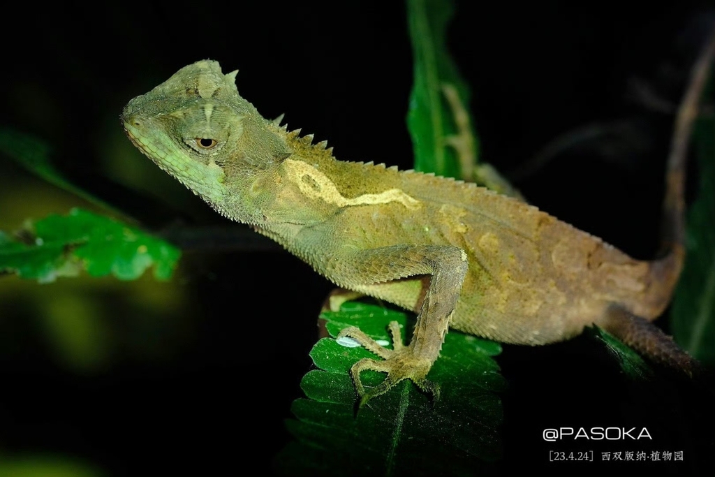 Scale-bellied Tree Lizard from Xishuangbanna Dai, CN-YN, CN on April 24 ...