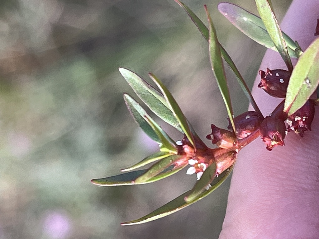 Toothcup in September 2023 by Derek S. Anderson · iNaturalist