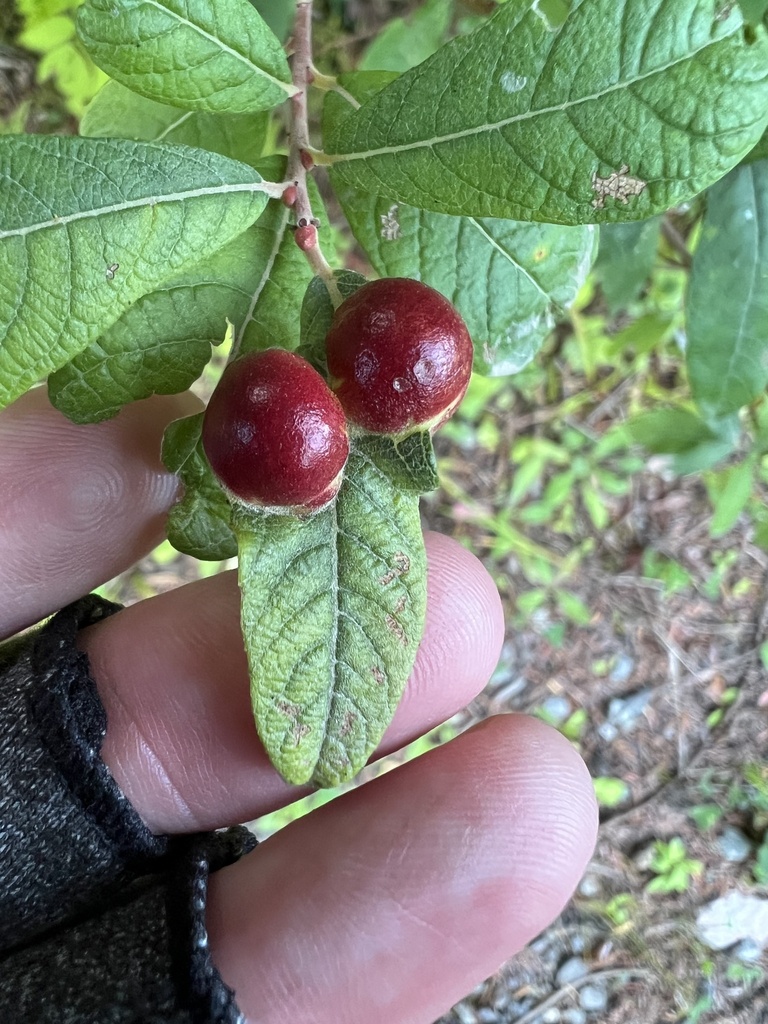 Willow Apple Gall Sawfly from Mt. Baker-Snoqualmie National Forest ...