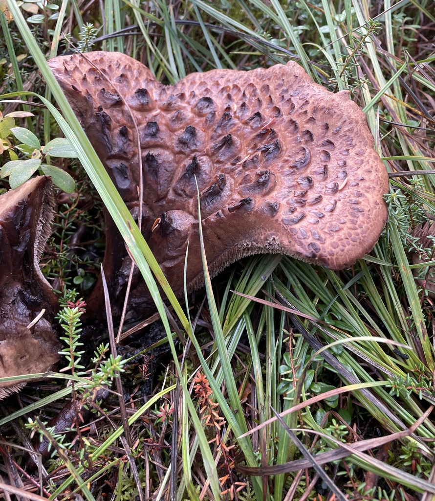 shingled hedgehog from Denali National Park & Preserve, AK, US on ...