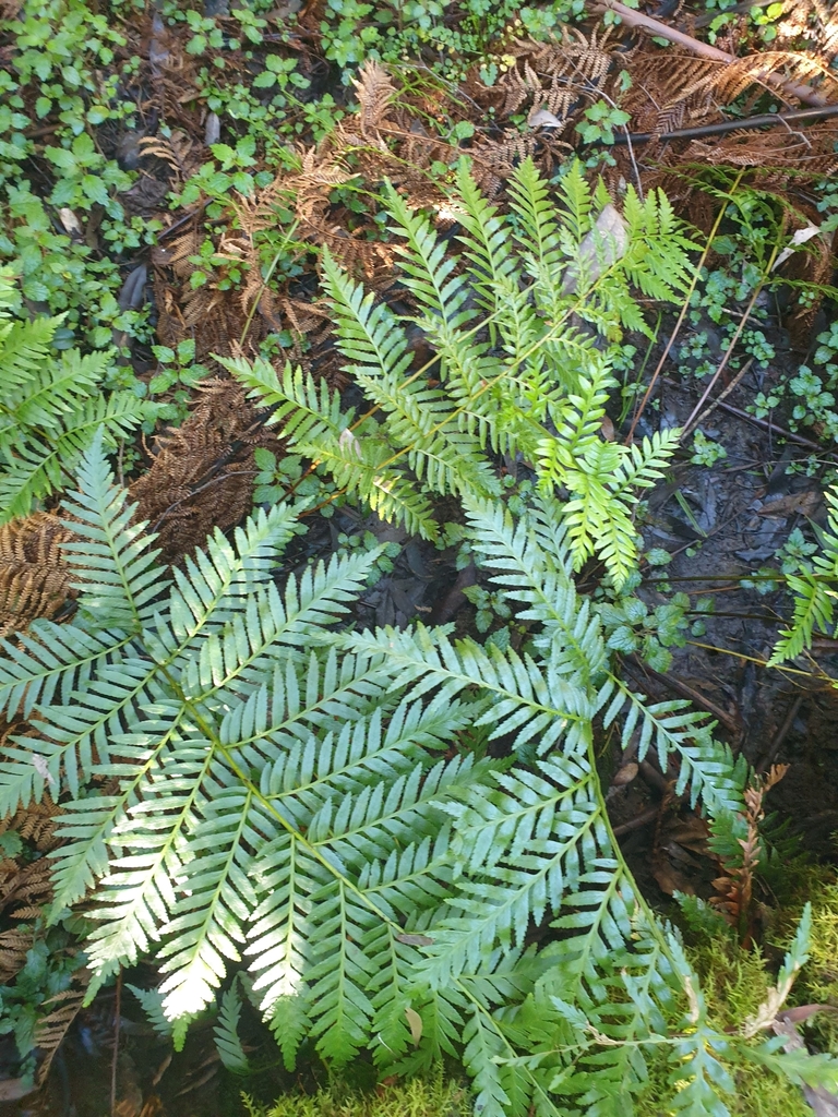 king fern from Sherbrooke VIC 3789, Australia on September 3, 2023 at ...