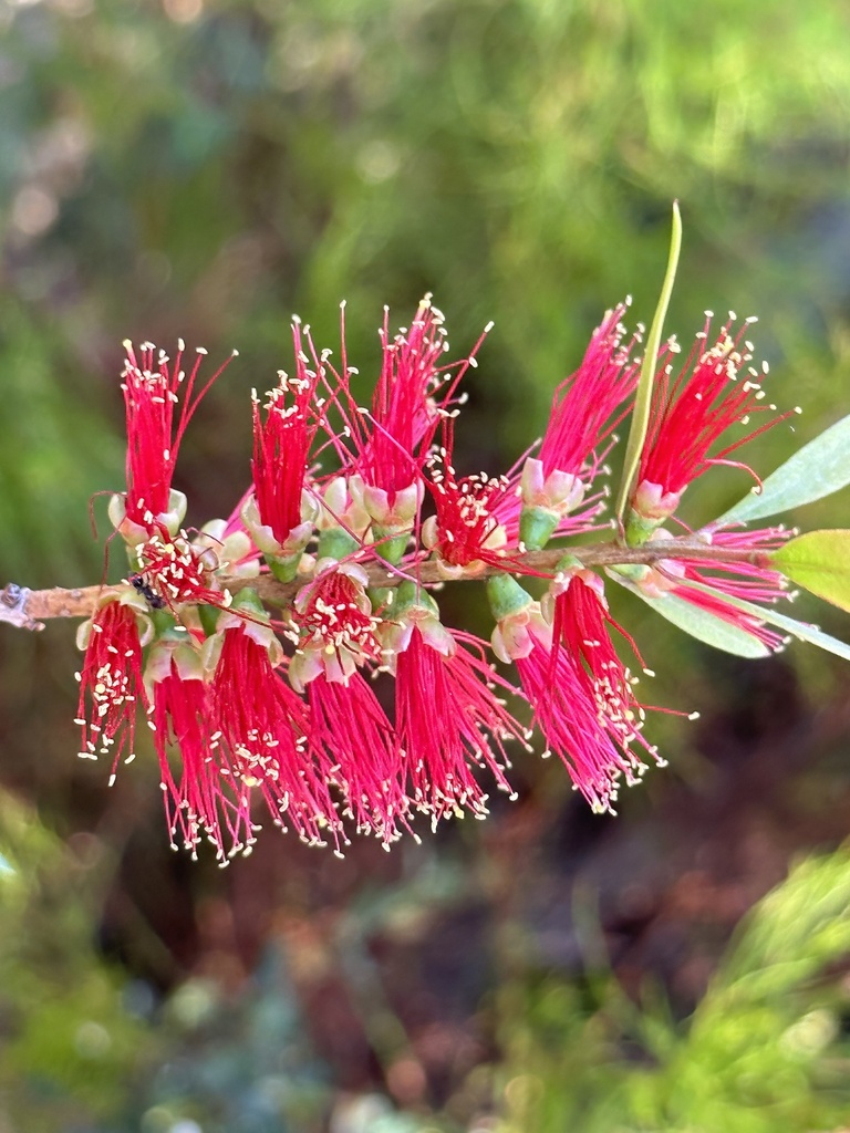 bottlebrushes from Bribie Island National Park and Recreation Area ...