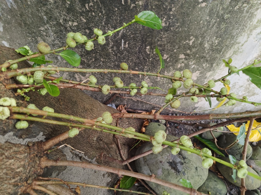 hauli tree from 台灣新竹縣 on September 3, 2023 at 12:34 PM by maplerice ...