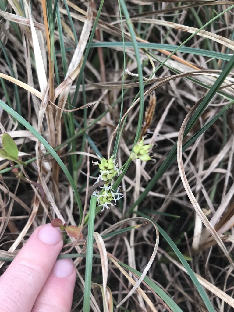 strand sedge from Bribie Island National Park and Recreation Area ...