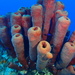 Touch-me-not Sponge (Neofibularia nolitangere) · iNaturalist