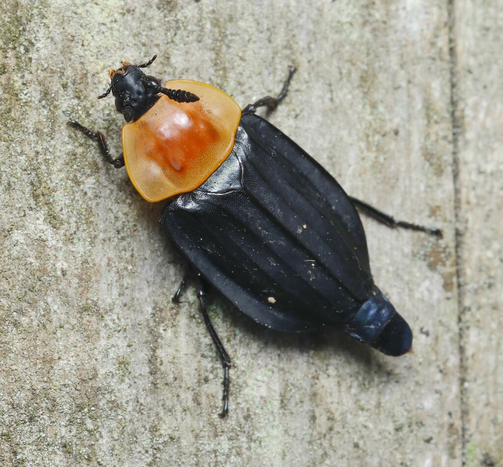 Necrophila brunnicollis from 广西壮族自治区桂林市龙胜各族自治县 on August 2, 2023 at 08: ...