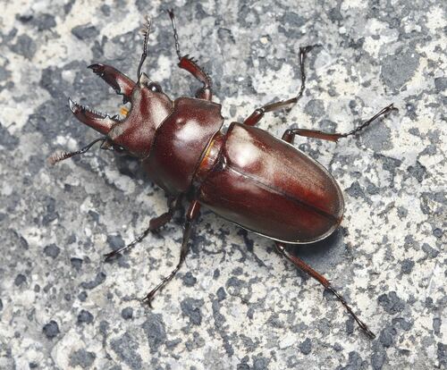 Prismognathus klapperichi · iNaturalist