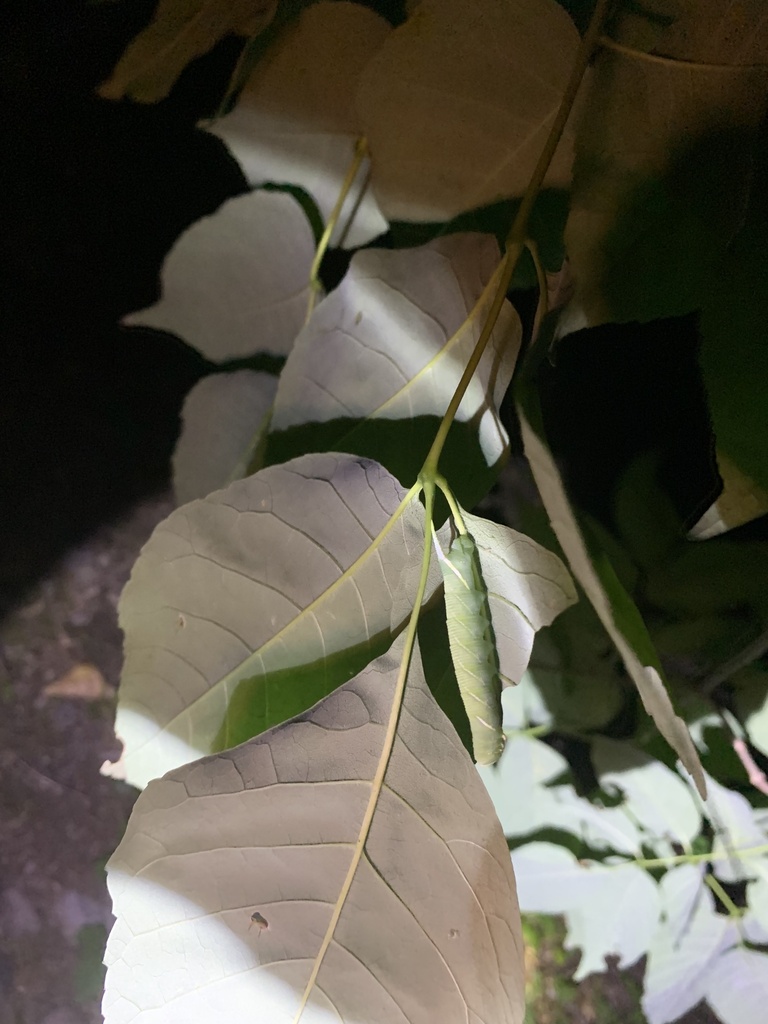 Waved Sphinx from Mount Feake Cemetery, Waltham, MA, US on September 3 ...