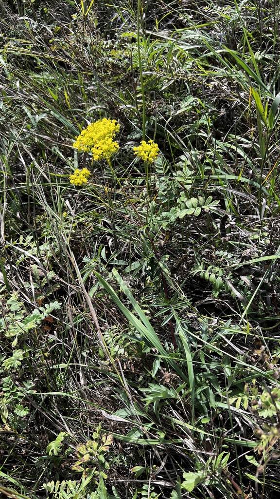 Patrinia rupestris from Иркутск — Усть-Ордынский — Жигалово, Качугский ...