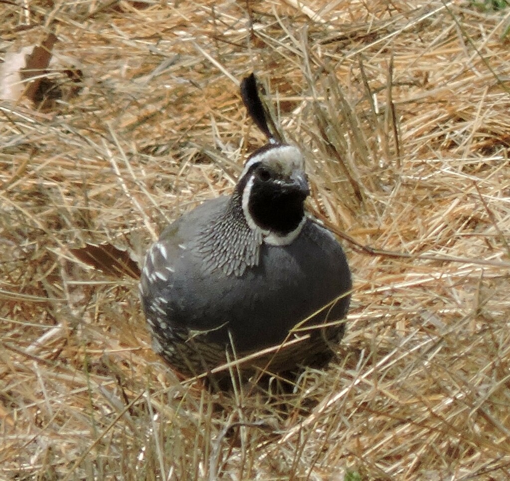 California Quail from Santa Rosa, CA, USA on September 3, 2023 at 12:48 ...