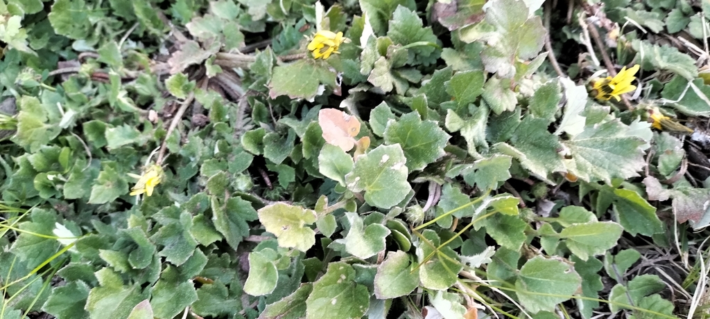 Capeweed from Murrumbateman NSW 2582, Australia on September 3, 2023 at ...