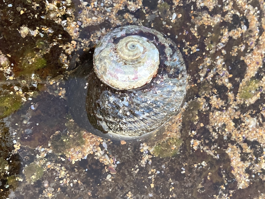 Rough turban shell from Fishermans Beach, Collaroy, NSW, AU on ...
